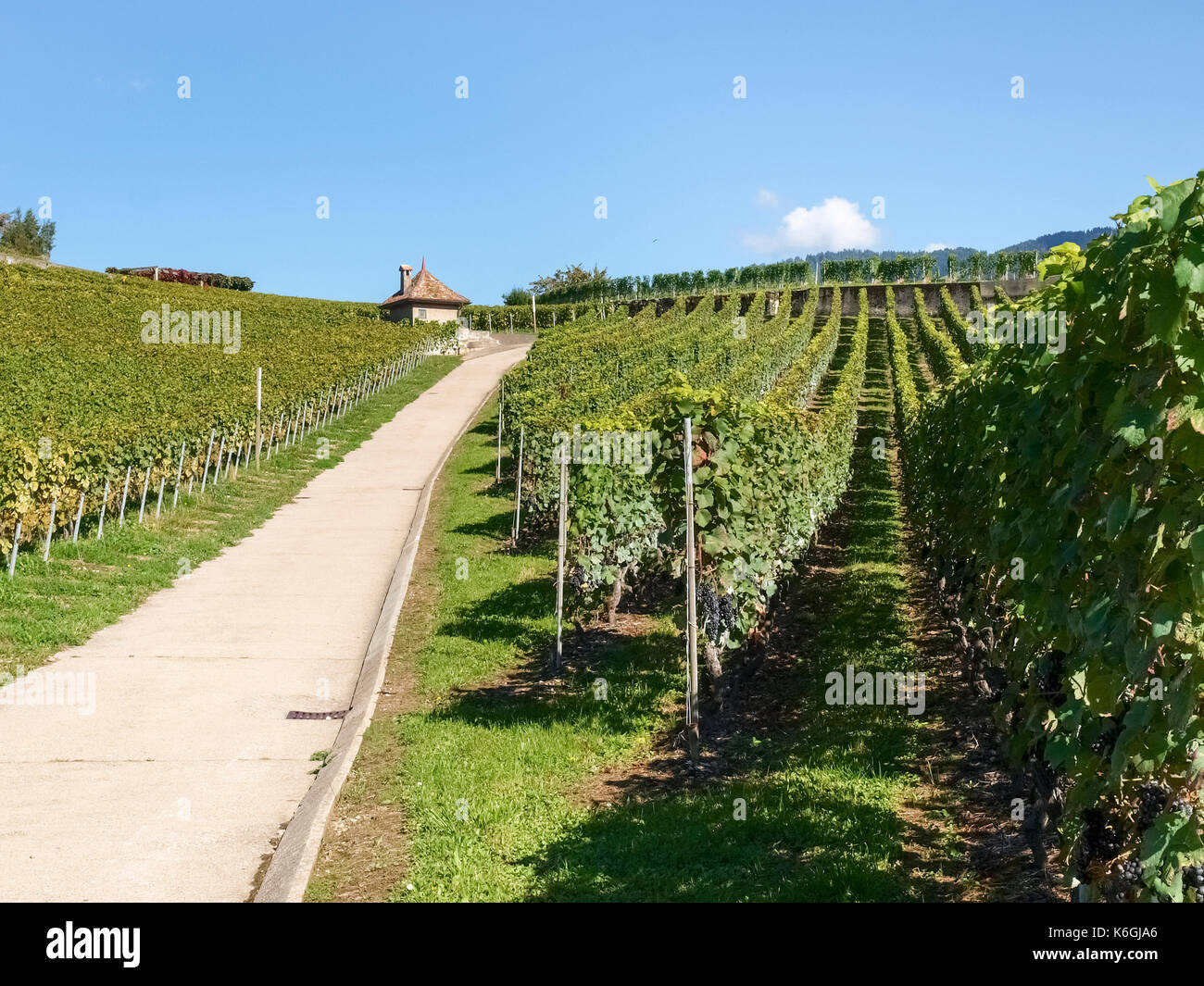 Lavaux, Switzerland: Landscape of Lavaux Vineyard Terrace hiking trail ...