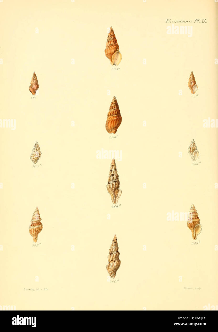 Conchologia iconica, or, Illustrations of the shells of molluscous ...