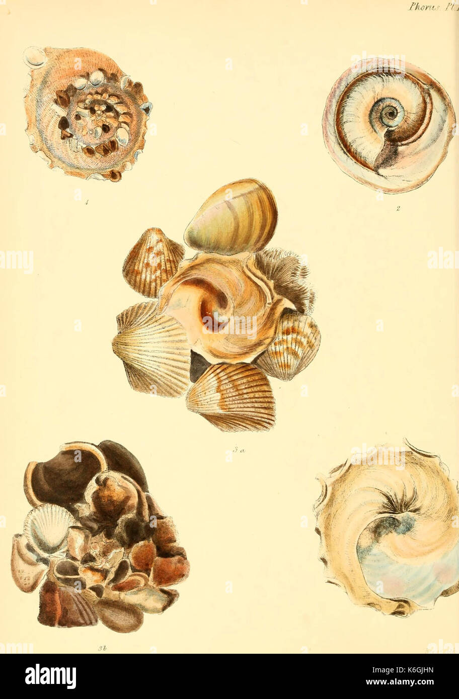 Conchologia iconica, or, Illustrations of the shells of molluscous ...