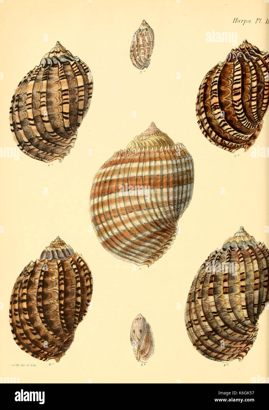Conchologia iconica, or, Illustrations of the shells of molluscous ...