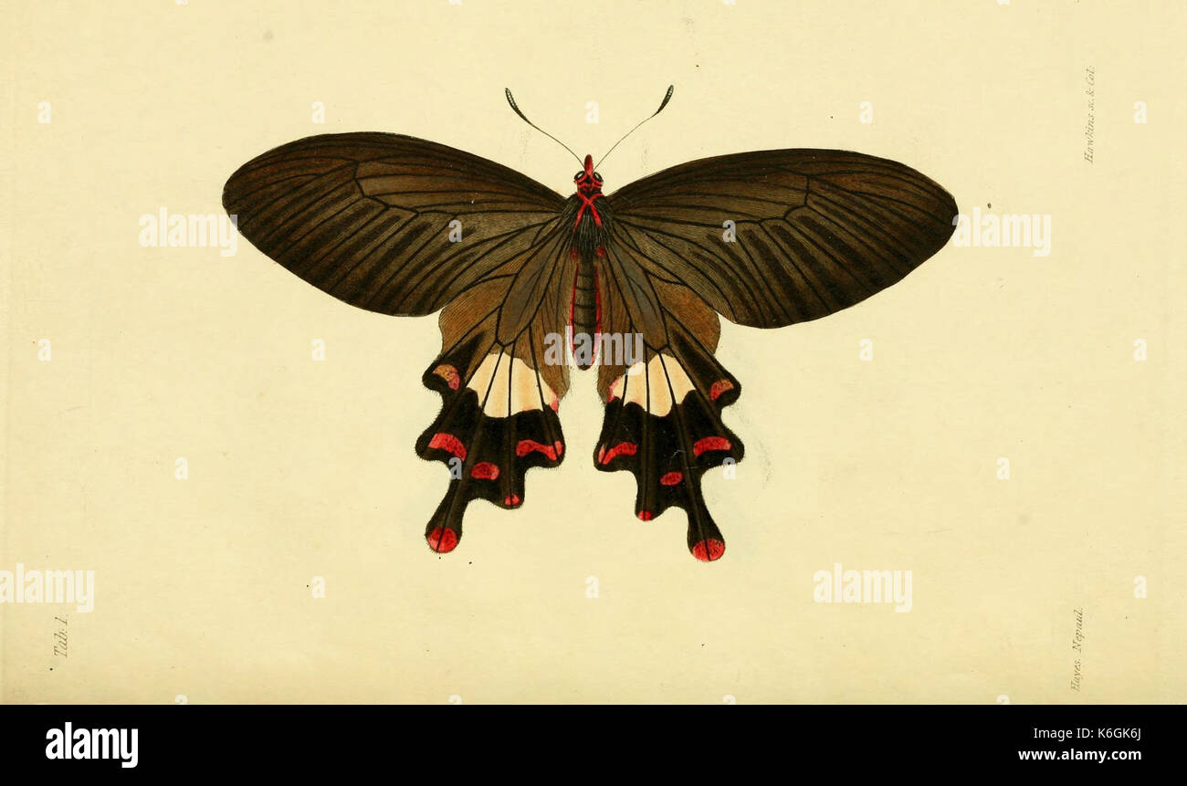 Descriptions and figures of some new lepidopterous insects, chiefly ...