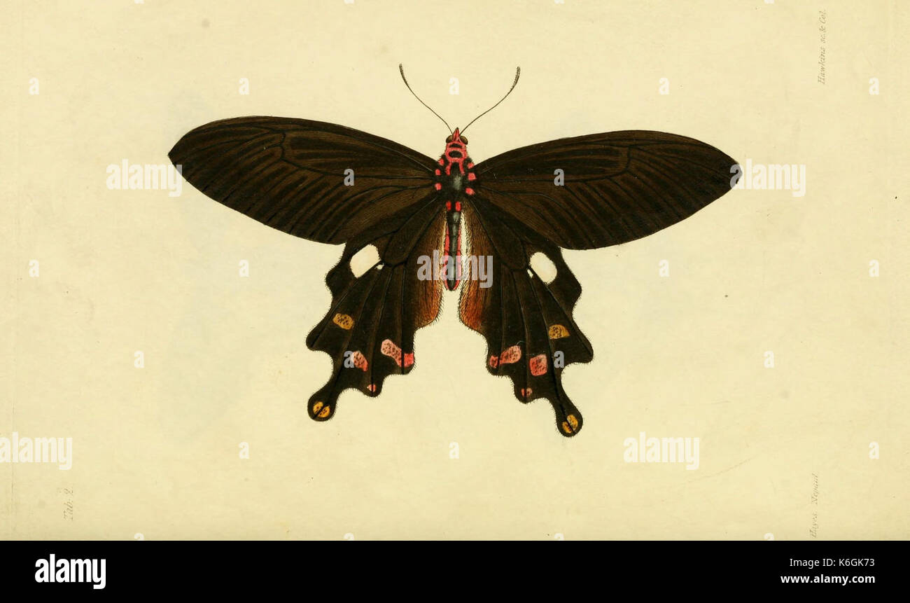 Descriptions and figures of some new lepidopterous insects, chiefly ...
