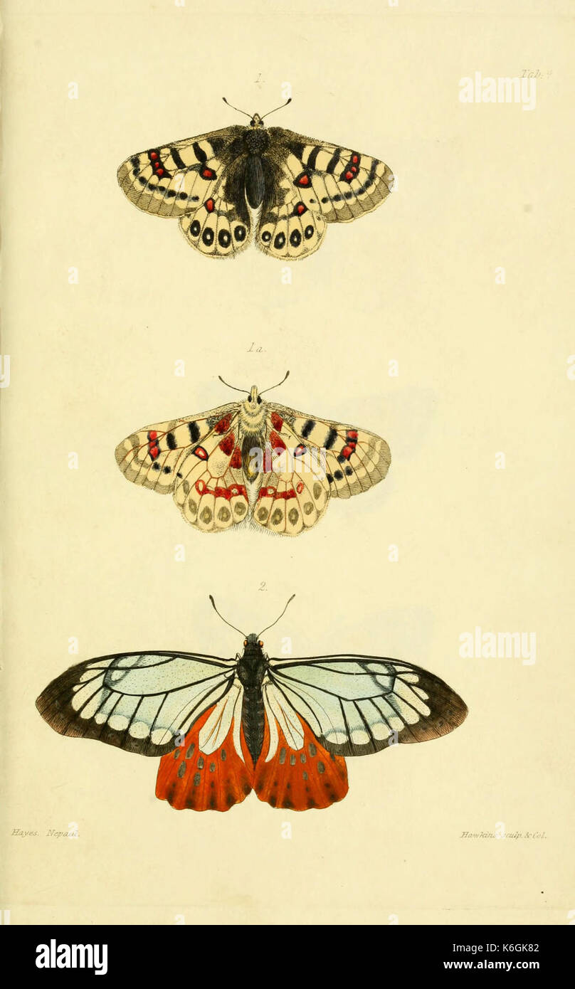 Descriptions and figures of some new lepidopterous insects, chiefly ...