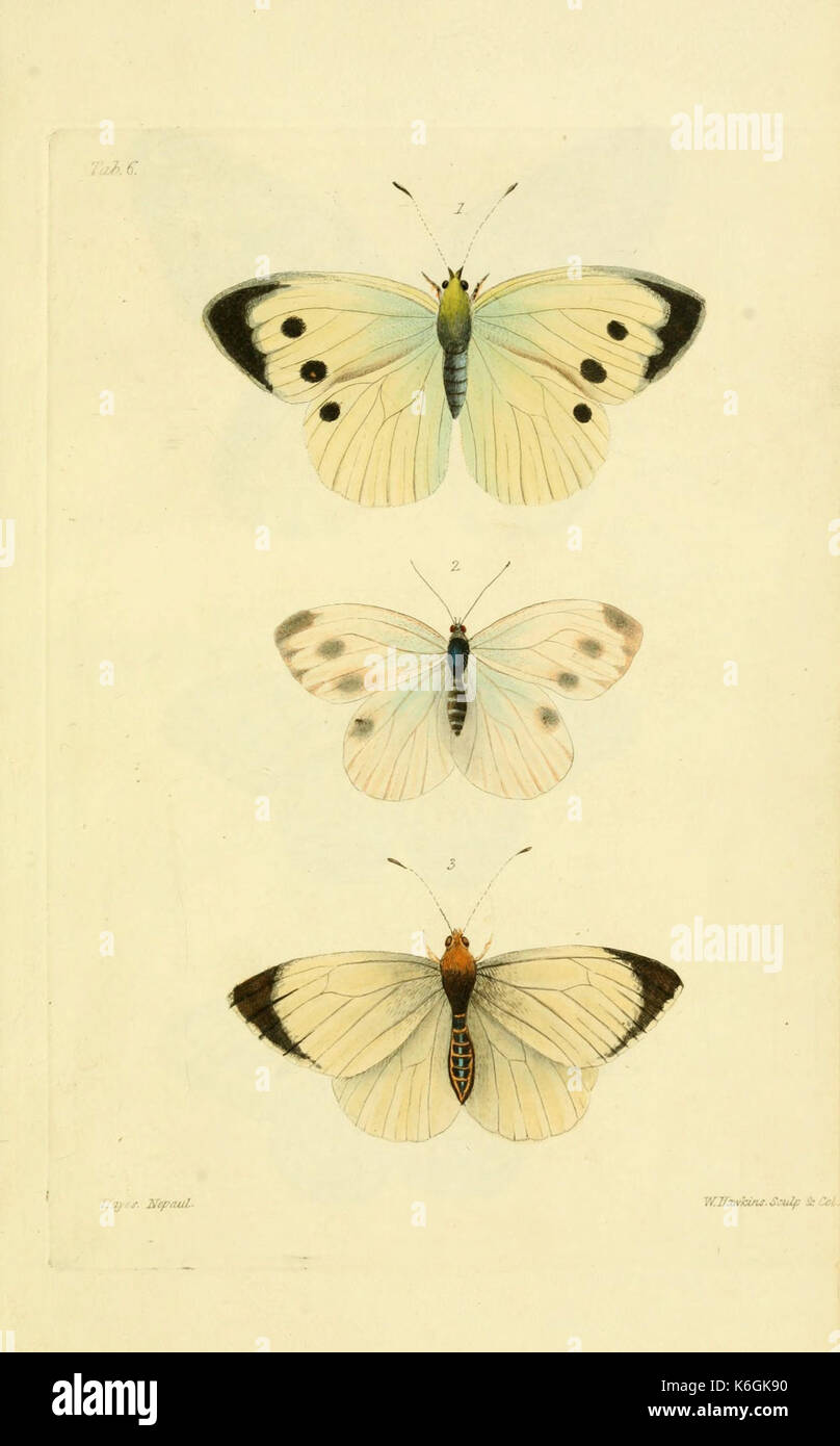 New lepidopterous insects hi-res stock photography and images - Alamy
