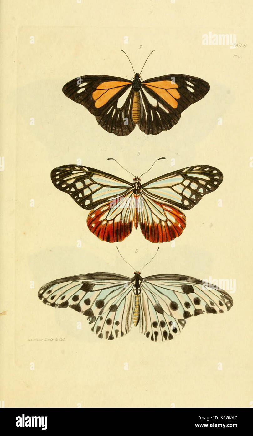 9 Insects