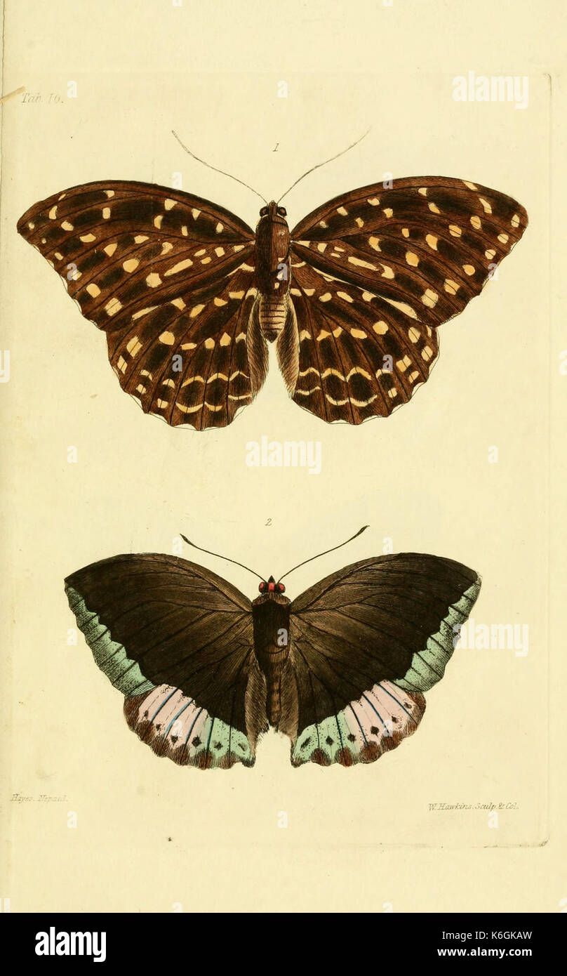 Descriptions and figures of some new lepidopterous insects, chiefly ...