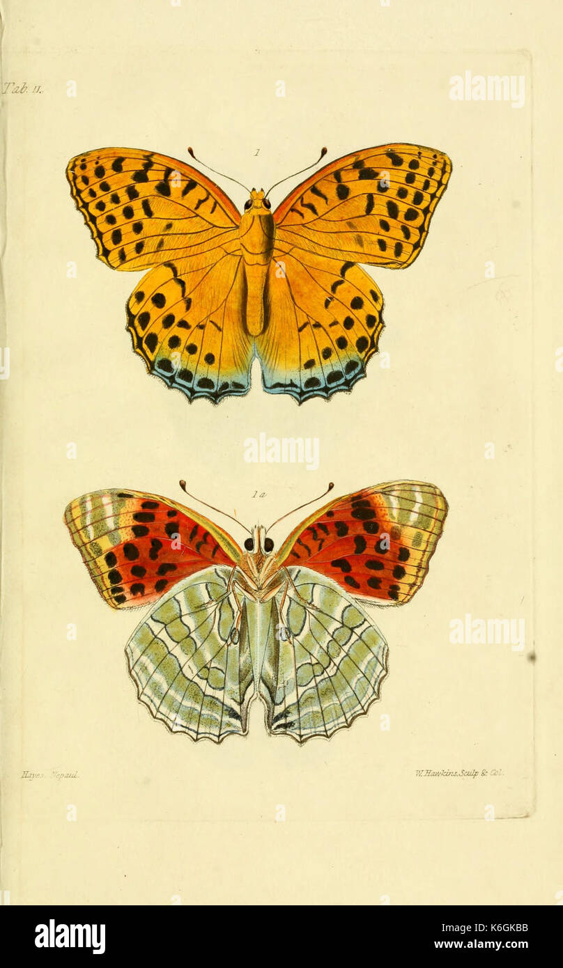 Descriptions and figures of some new lepidopterous insects, chiefly ...