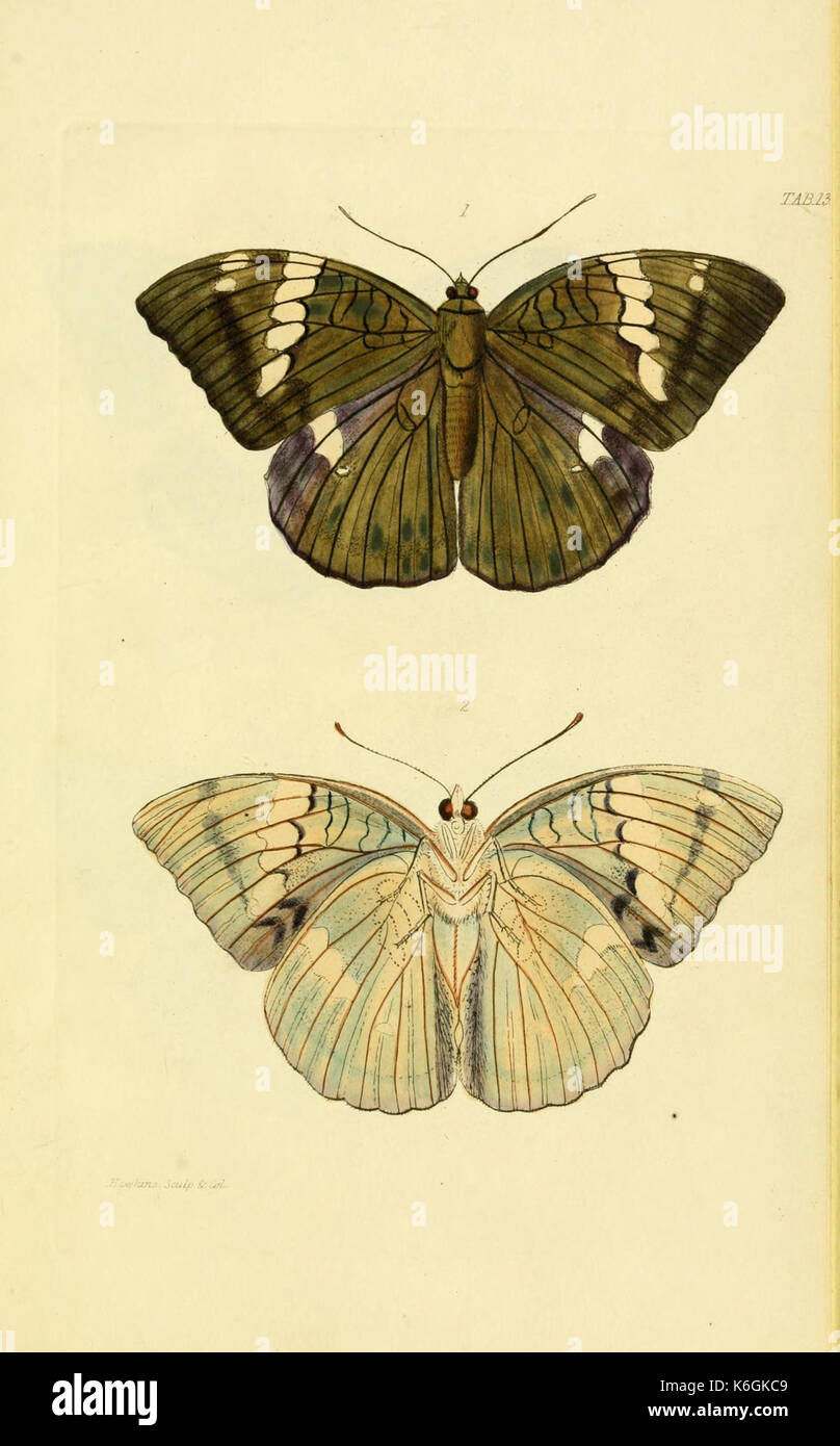 Descriptions and figures of some new lepidopterous insects, chiefly ...