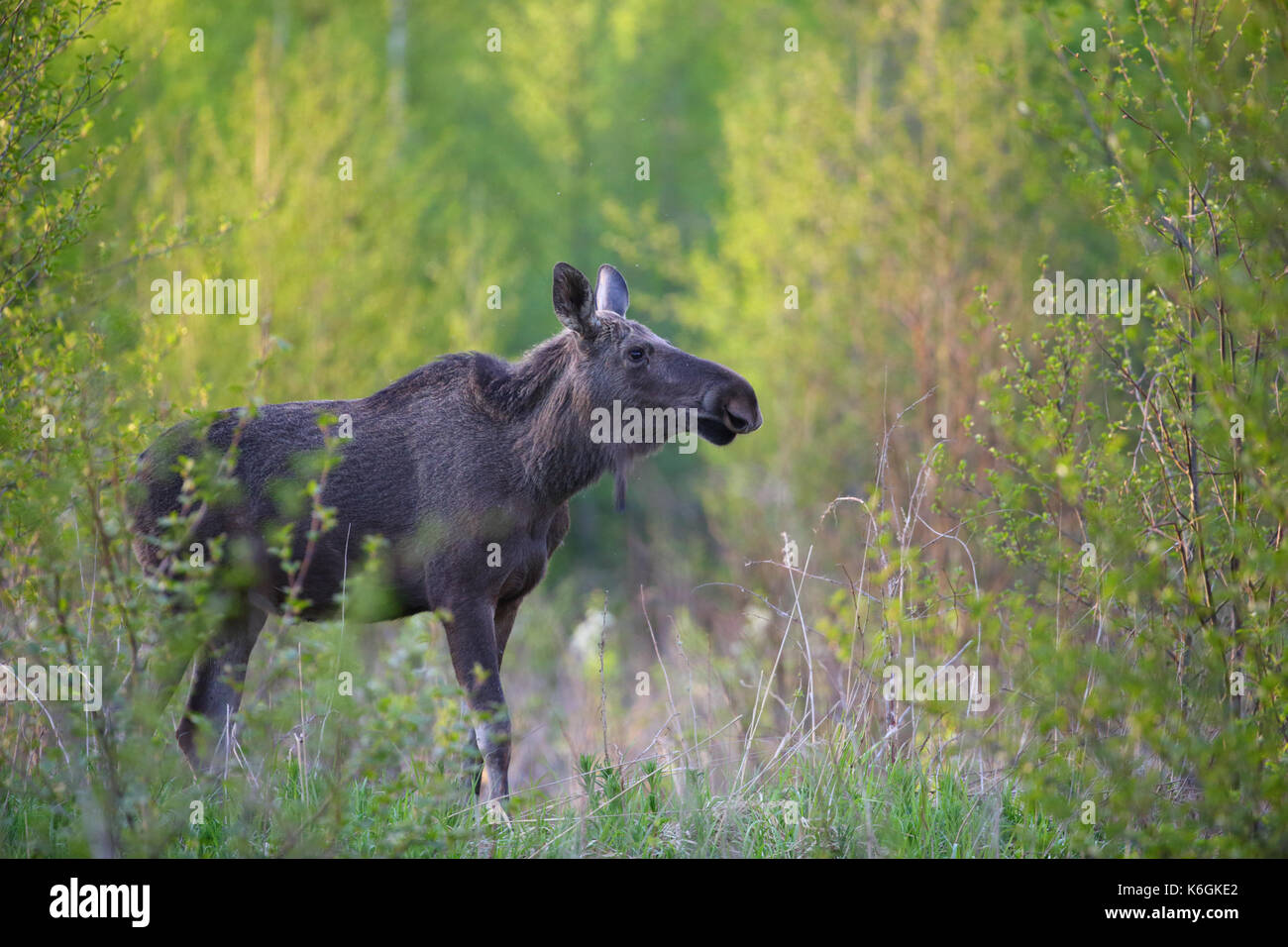Eurasian Elk aka Moose (Alces alces) in spring, Europe Stock Photo - Alamy