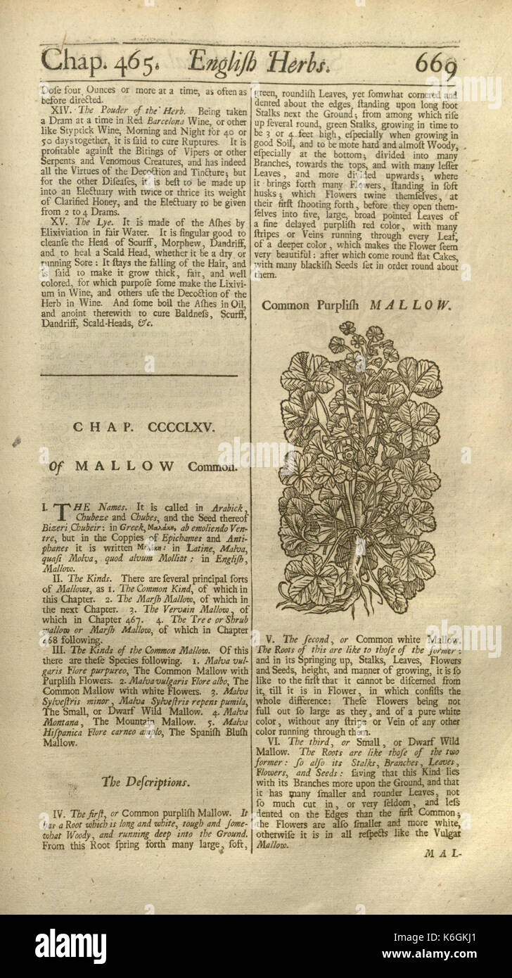 An important botanical reference from *Botanologia*, an English herbal ...