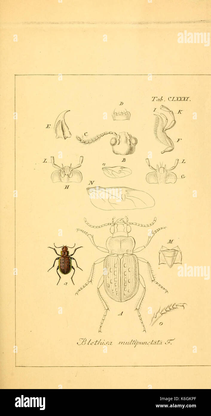 Insecten fauna hi-res stock photography and images - Alamy