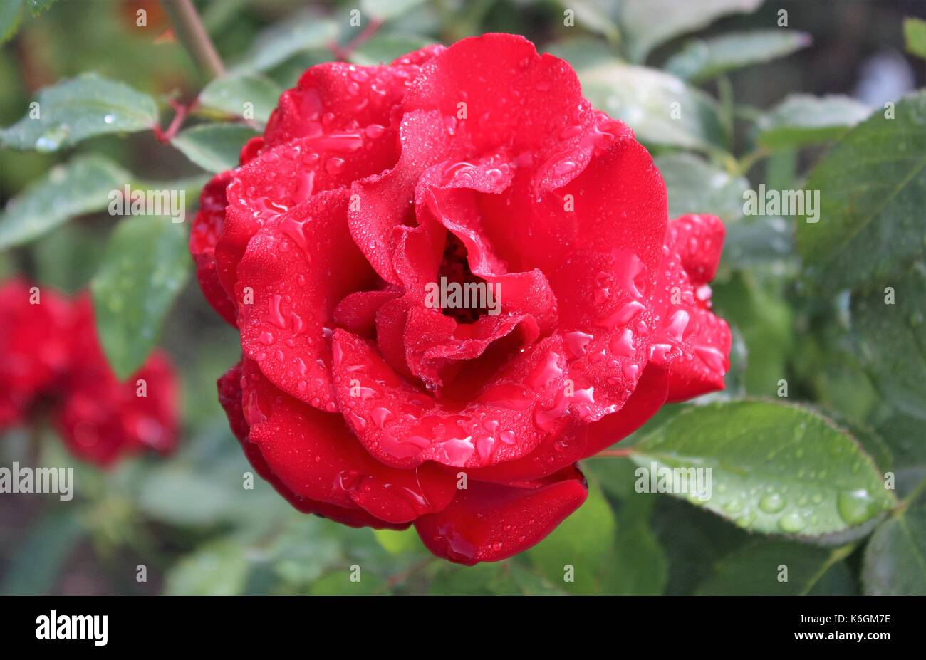 Red rose in the rain Stock Photo - Alamy