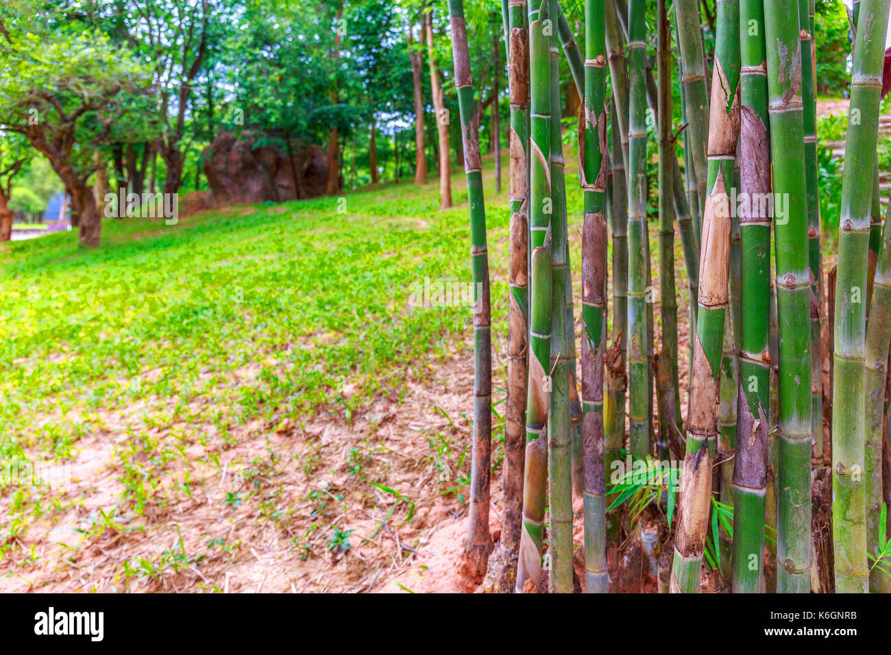 This Tall Tropical Bamboo Grows on a Hill in a Natural Park among Other ...