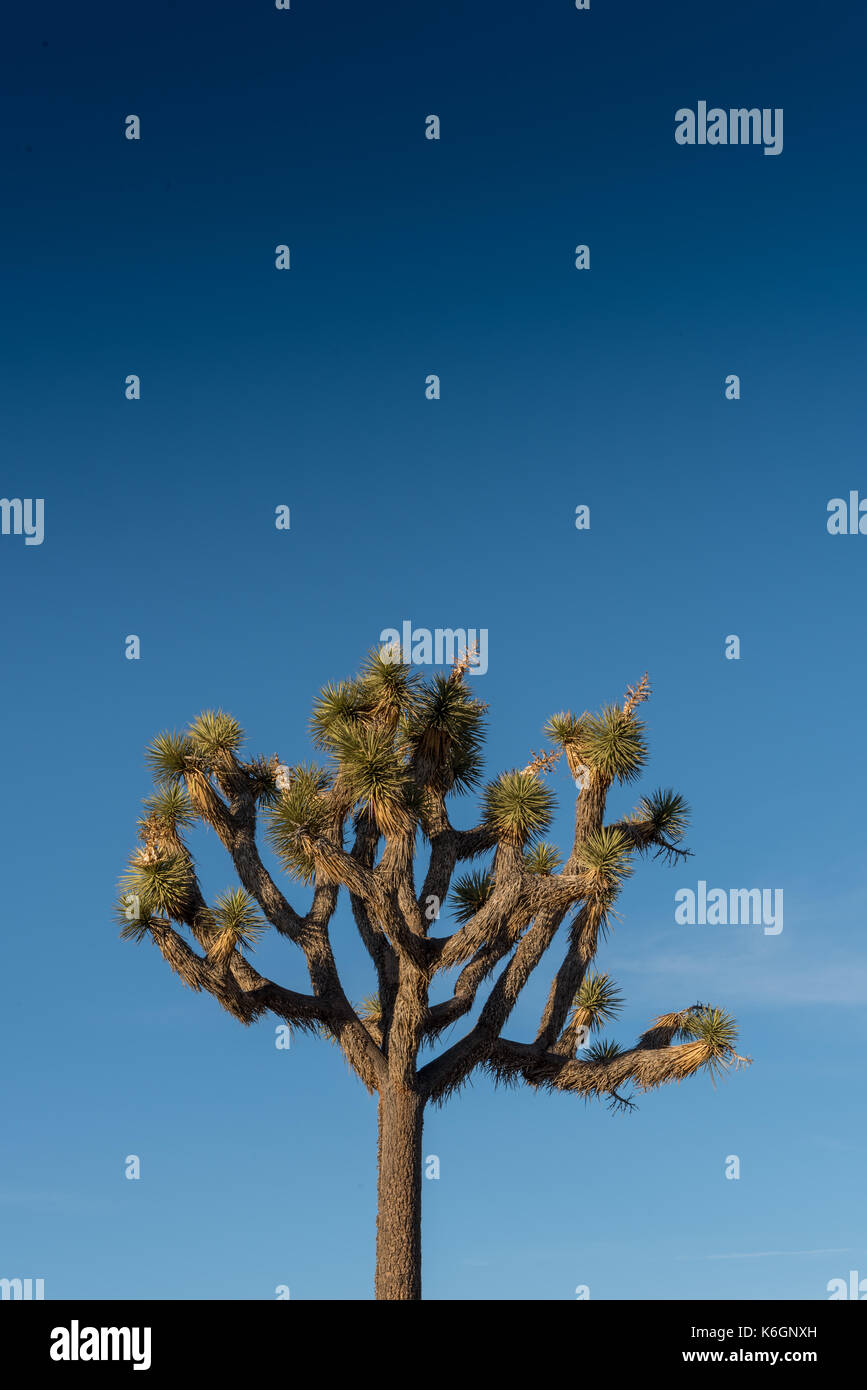 Top of Joshua Tree on Blue Sky with copy space above Stock Photo - Alamy