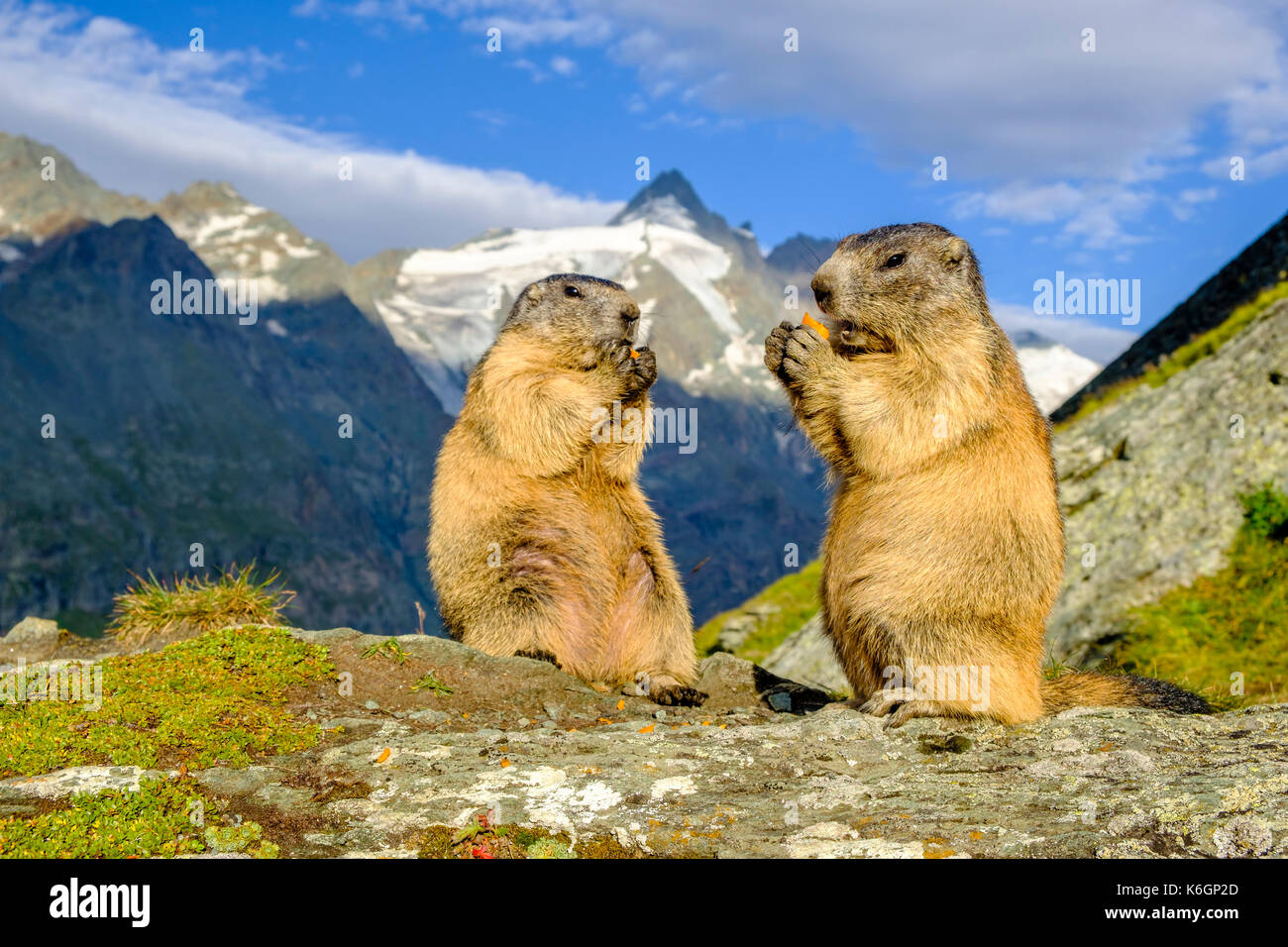 Two Alpine marmots (Marmota marmota) are standing and eating a carrot on a rock, the mountain ...