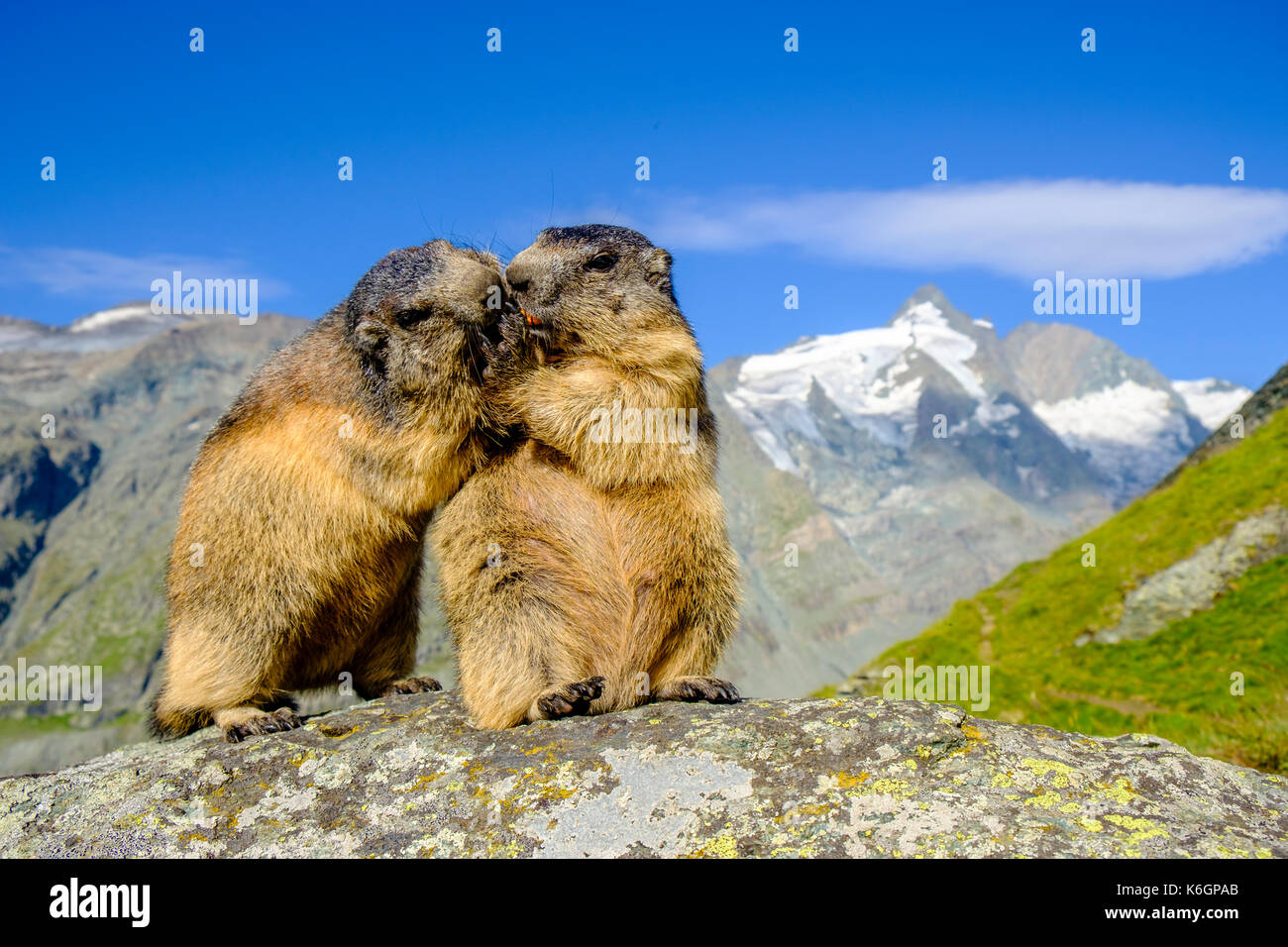 Two Alpine marmots (Marmota marmota) are standing on a rock, the mountain Grossglockner in the ...