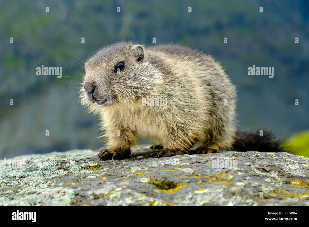 Cute Baby Marmot