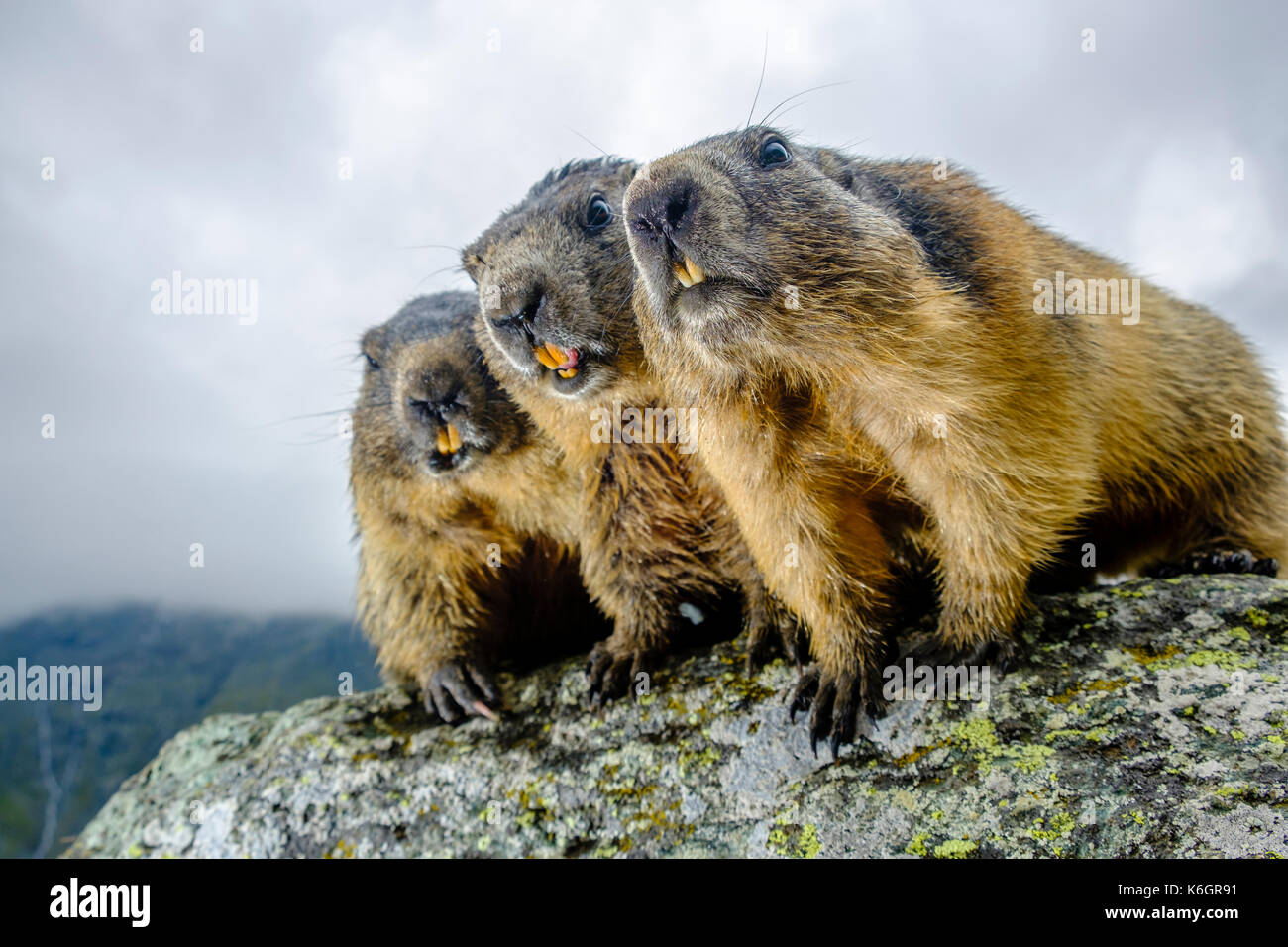 Three Alpine marmots (Marmota marmota) are standing on a rock at Kaiser ...