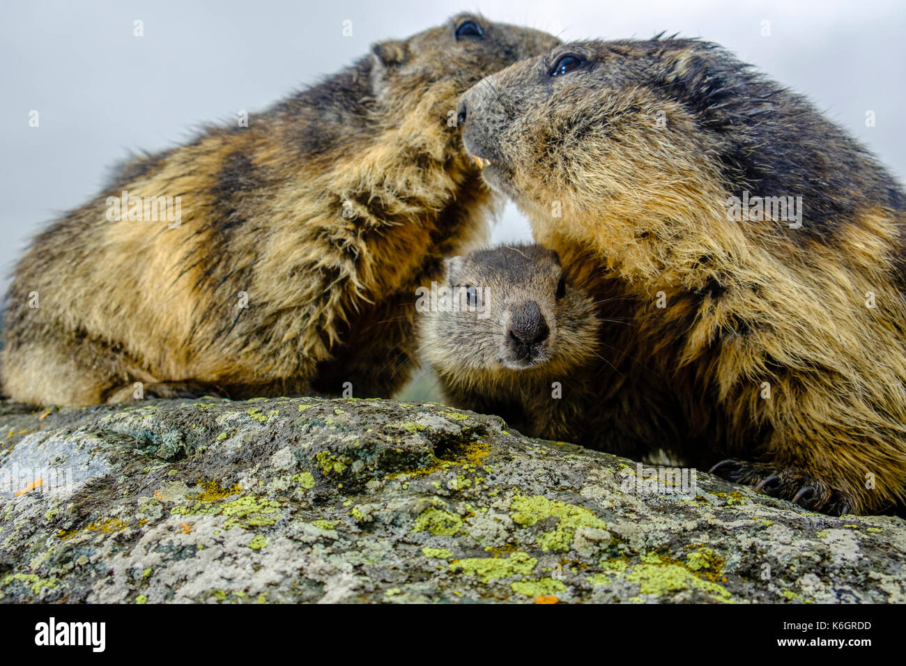 Three Alpine marmots (Marmota marmota), two adult and a baby are ...