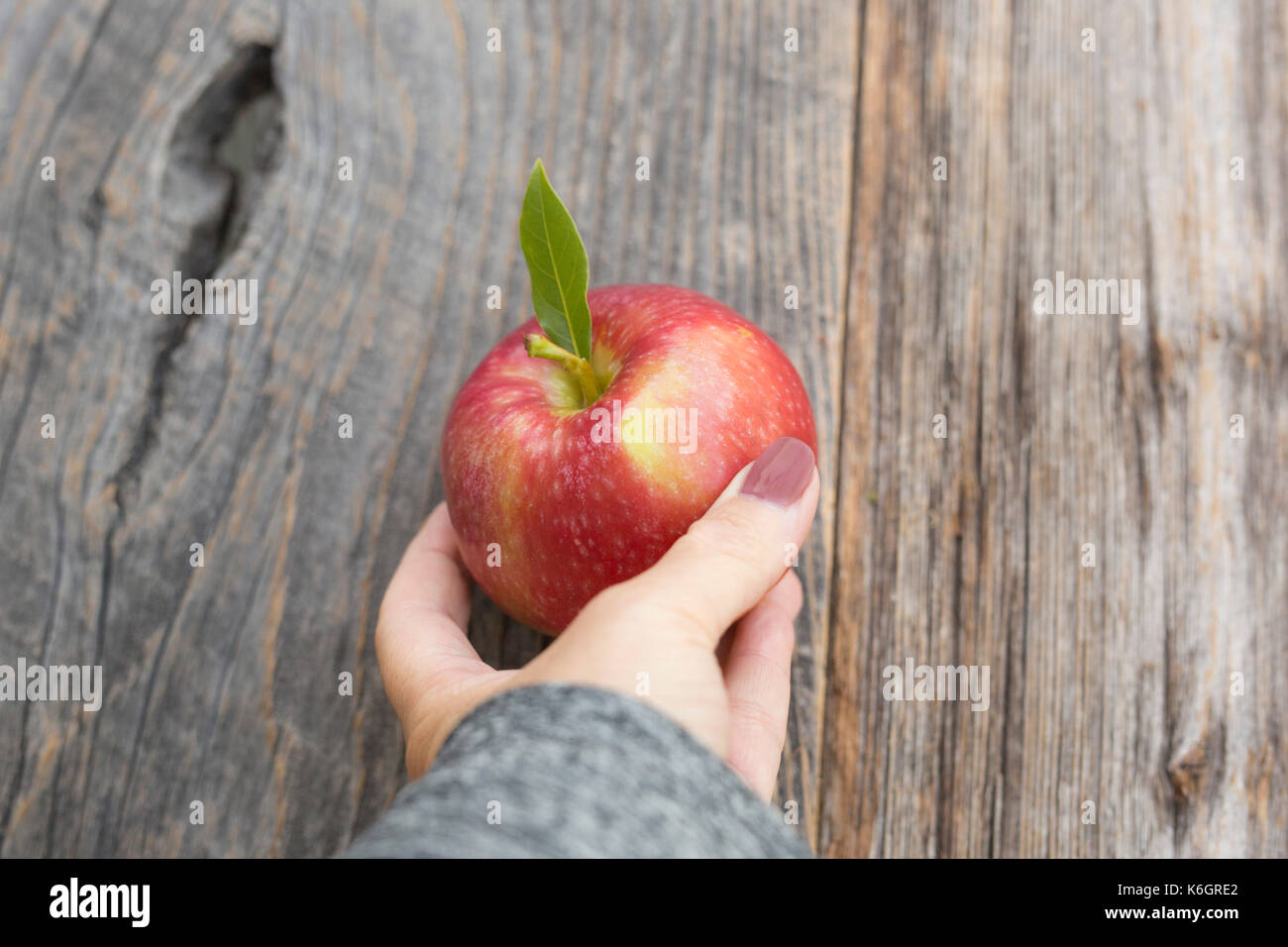 Apple picking and taking the goodness of the apple to be healthy. An ...