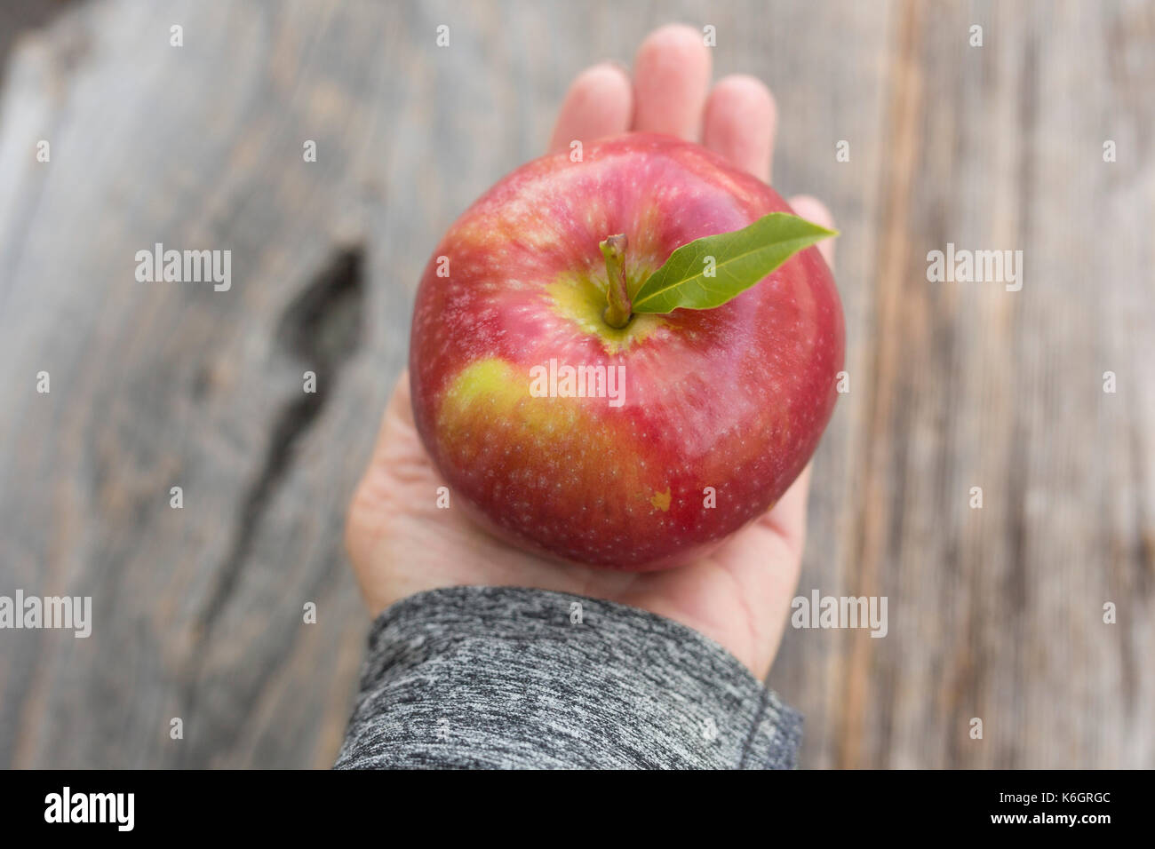Apple picking and taking the goodness of the apple to be healthy. An ...