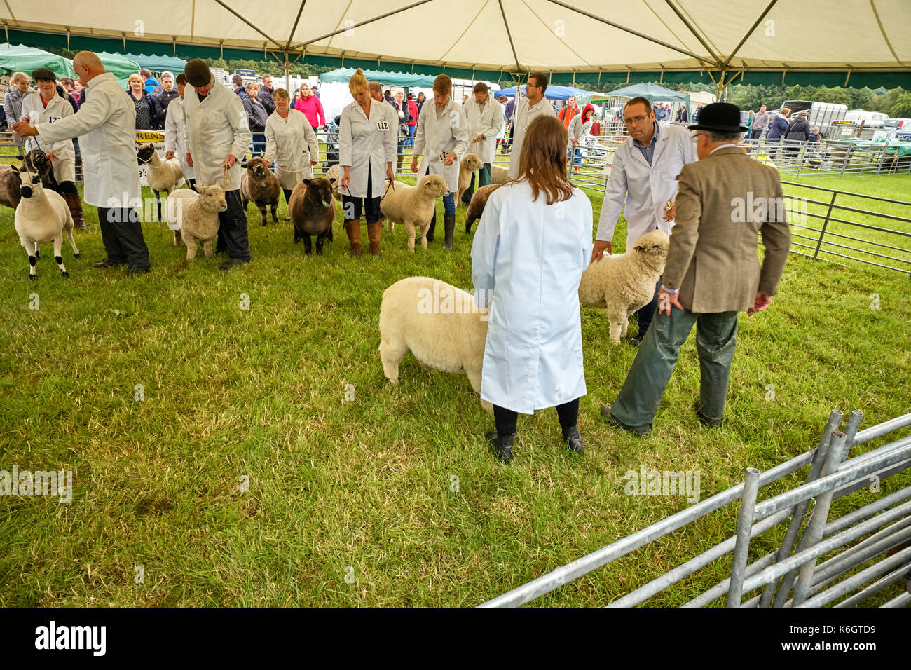 Lambs being judged at the Nantwich agricultural show Stock Photo - Alamy
