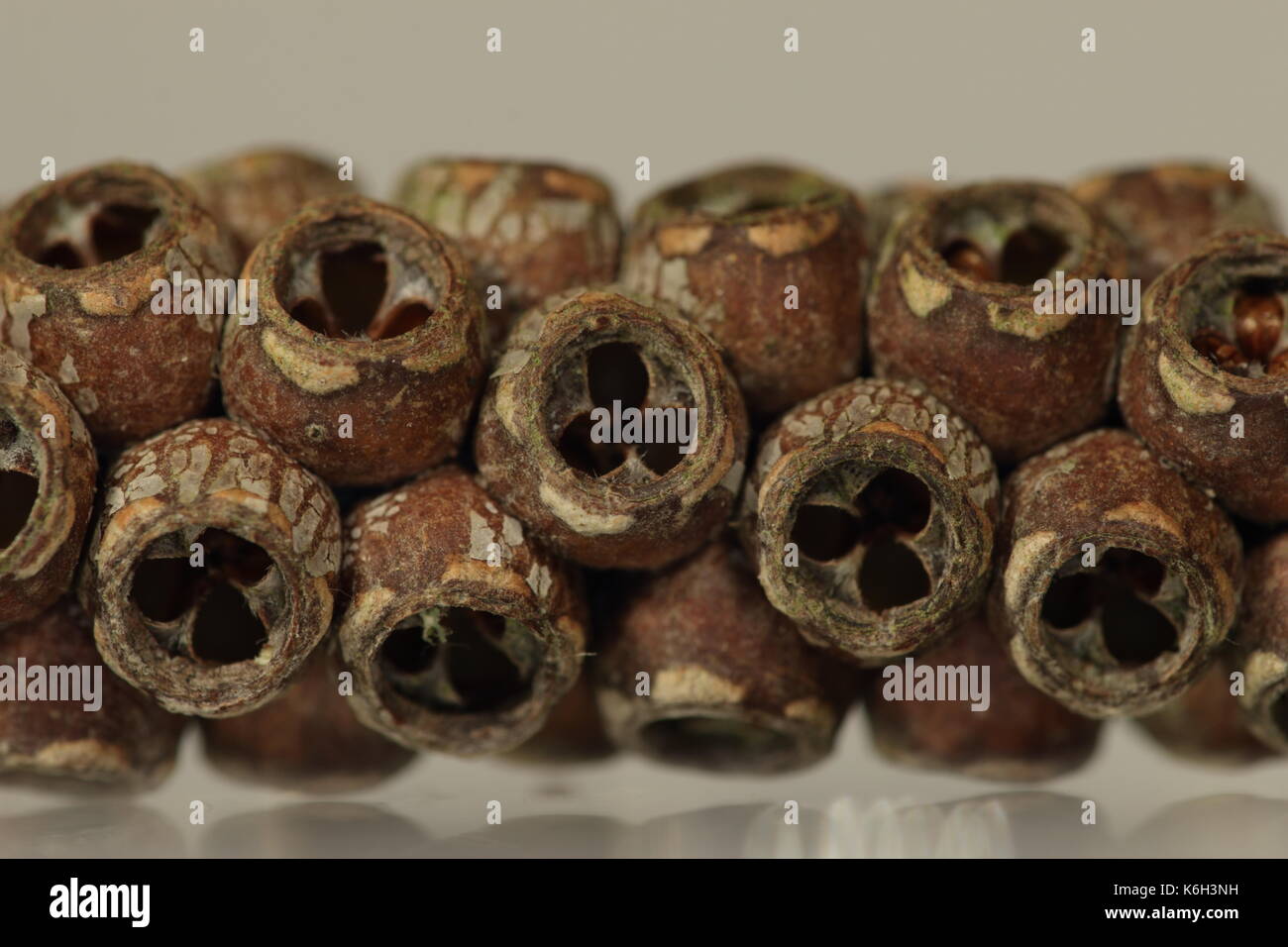 Empty Seed pods from Callistemon pallidus (Bottlebrush) from Australia ...