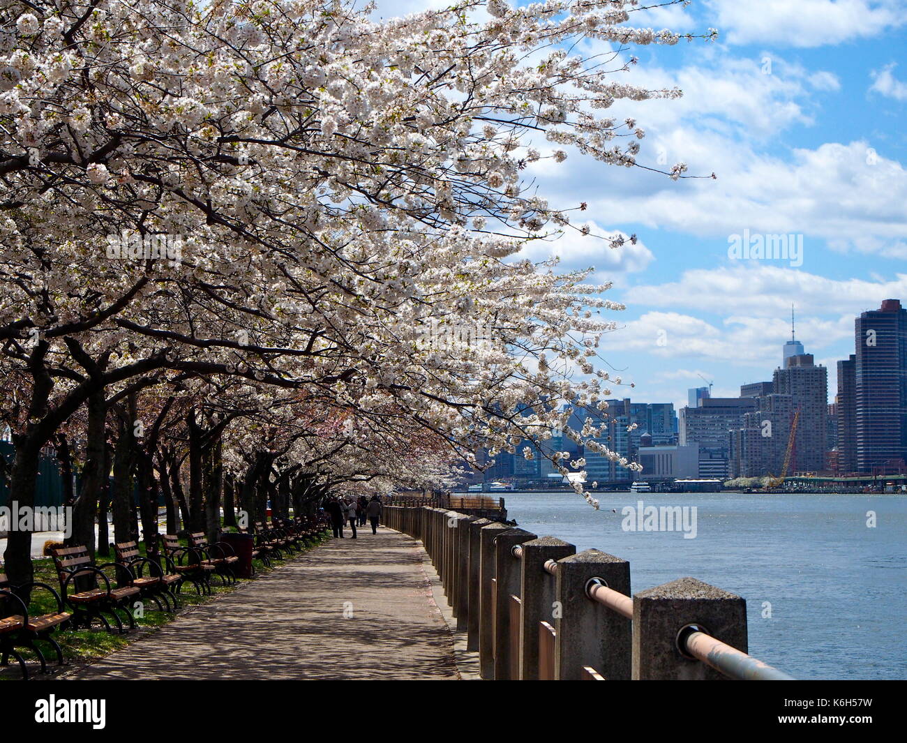 Roosevelt island trees hi-res stock photography and images - Alamy