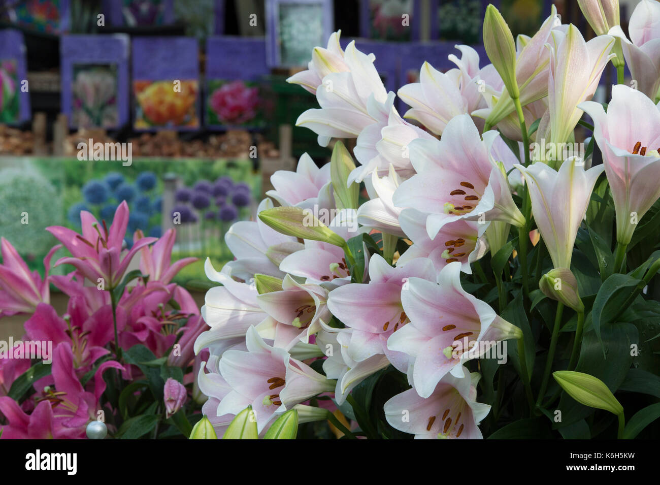 Lilium Cali. Longiflorum / Oriental lily flowers on display at a flower ...