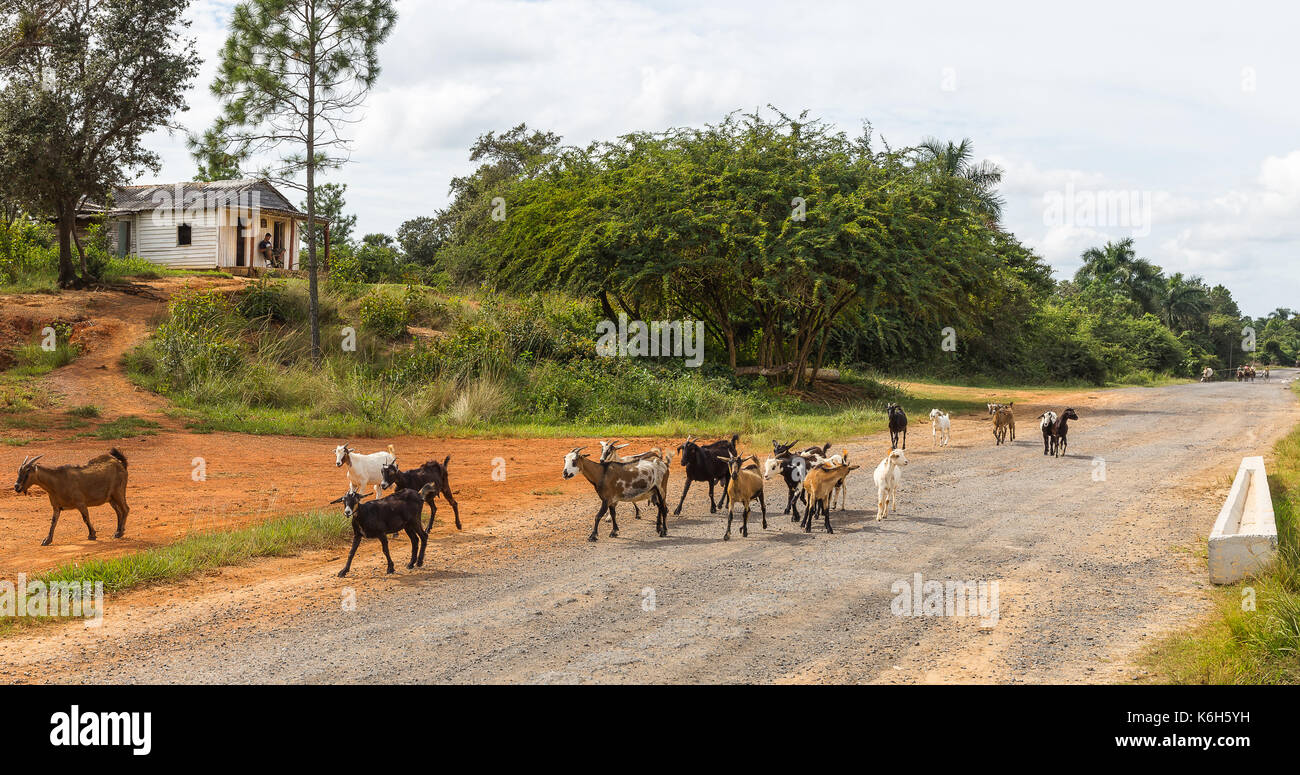 Matahambre hi-res stock photography and images - Alamy