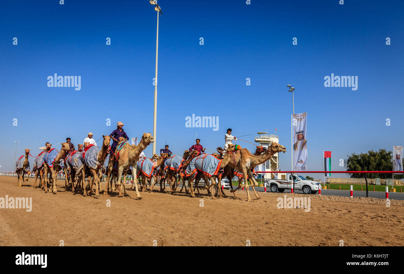 Camel racing hi-res stock photography and images - Alamy