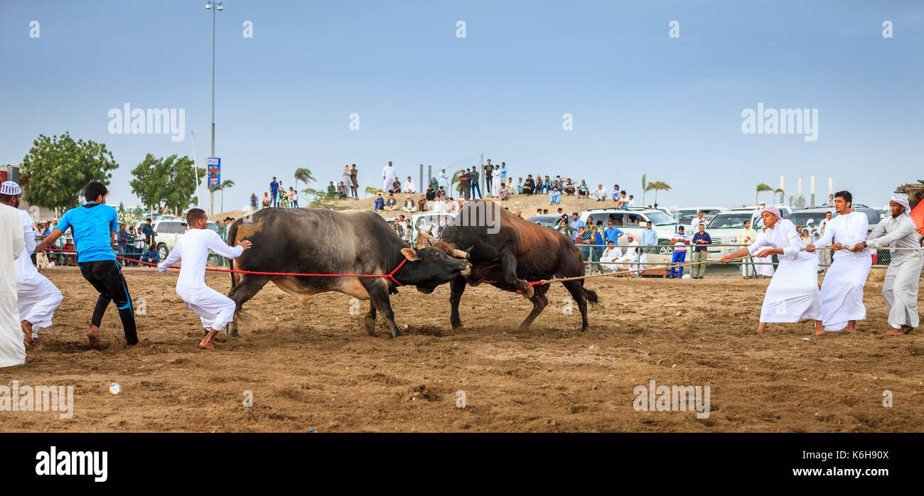 Fujairah, UAE, April 1, 2016: men are pulling apart fighting bulls in a ...