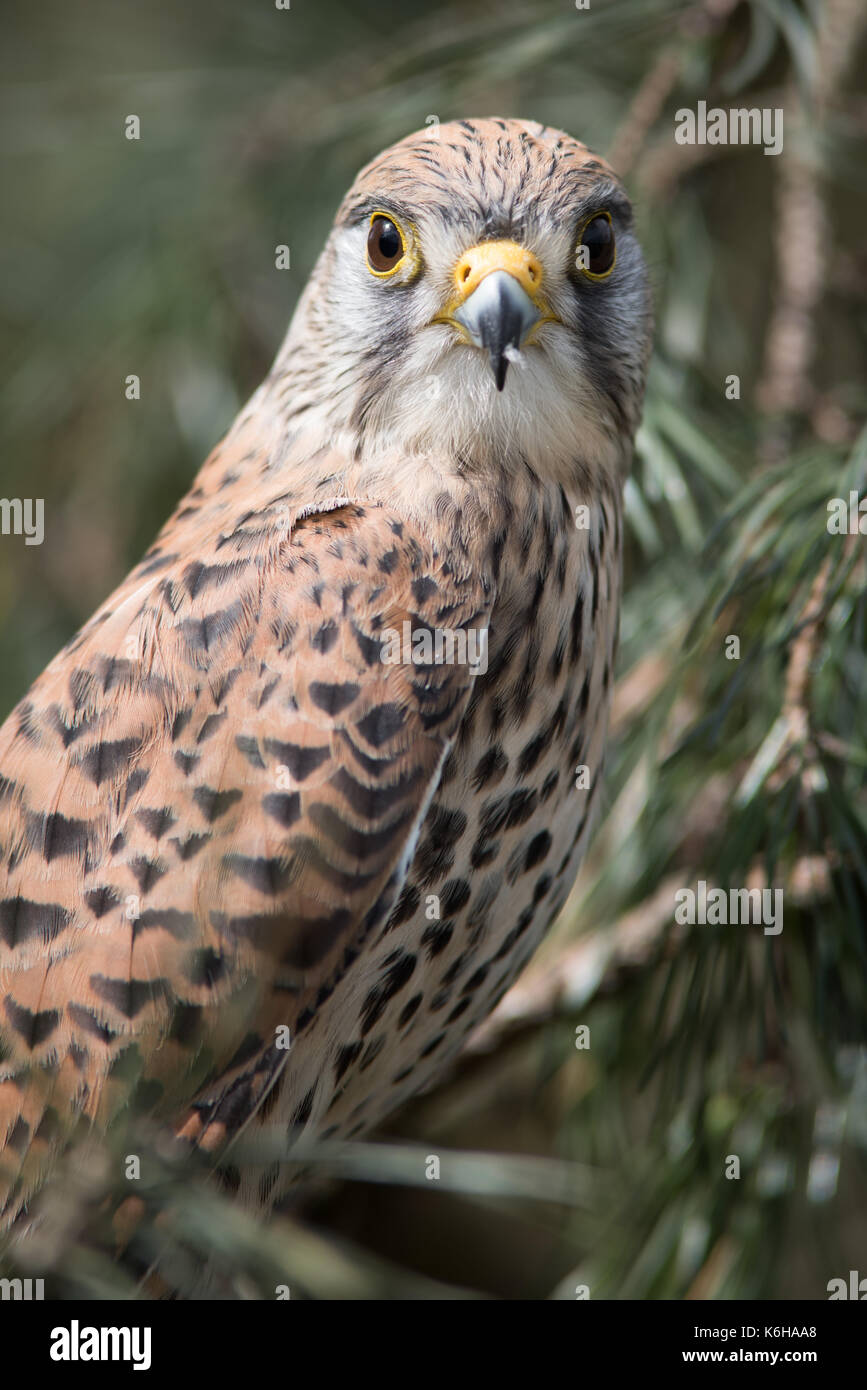 Female kestrel perched hi-res stock photography and images - Alamy