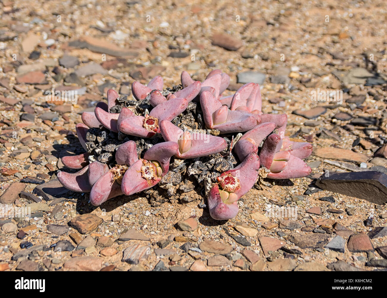 Tanquana prismatica plant in the Northern Cape, South Africa Stock ...