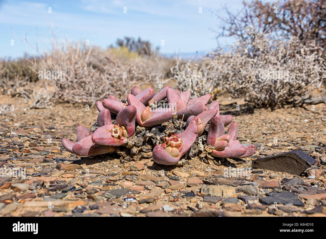 Tanquana prismatica plant in the Northern Cape, South Africa Stock ...