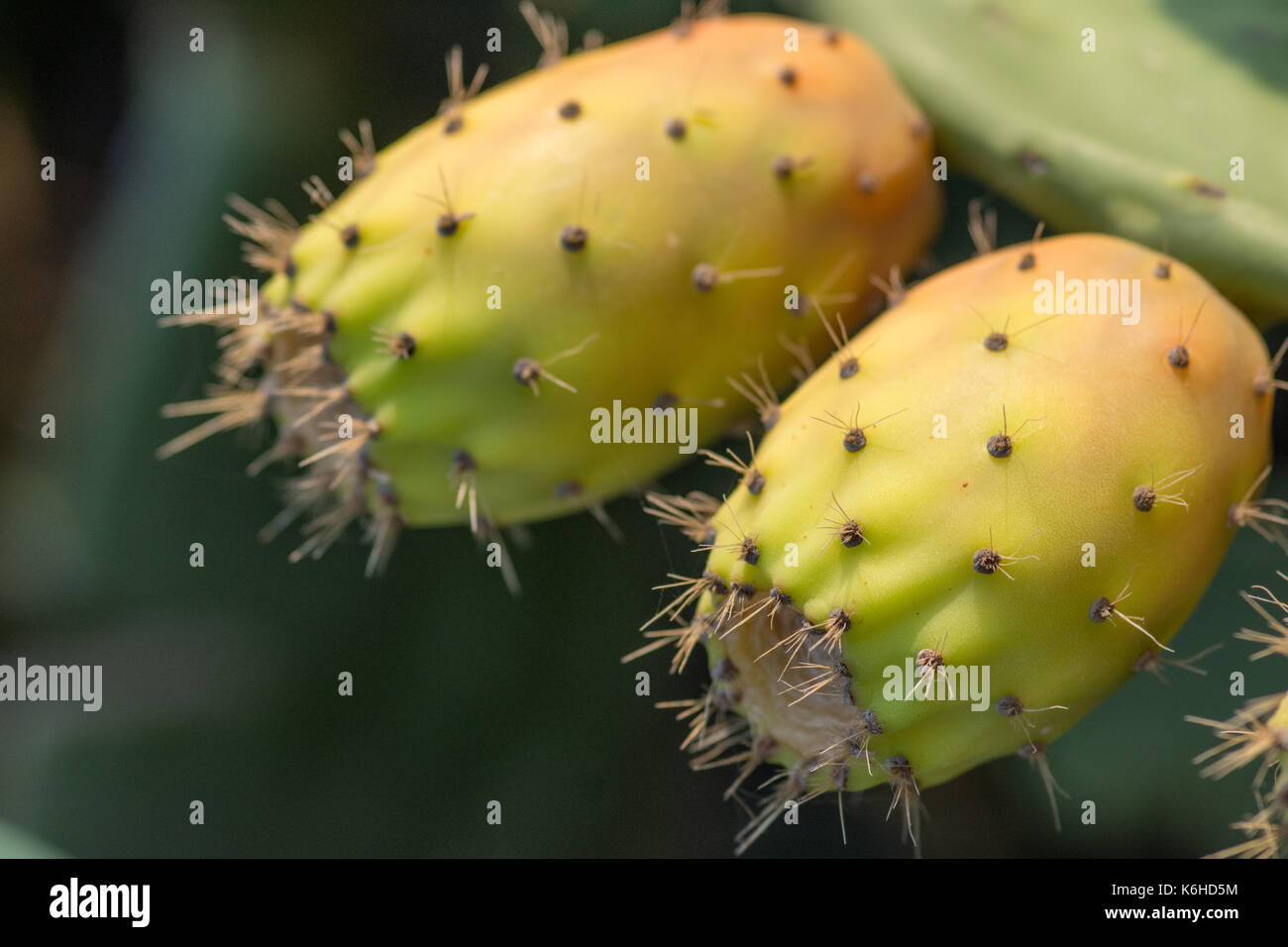 Prickly pear tree hi-res stock photography and images - Alamy