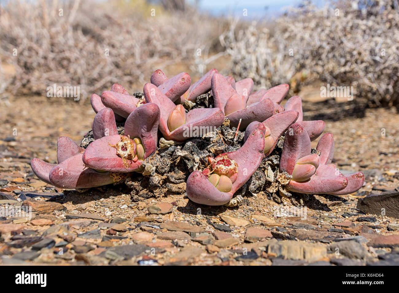 Tanquana prismatica plant in the Northern Cape, South Africa Stock ...