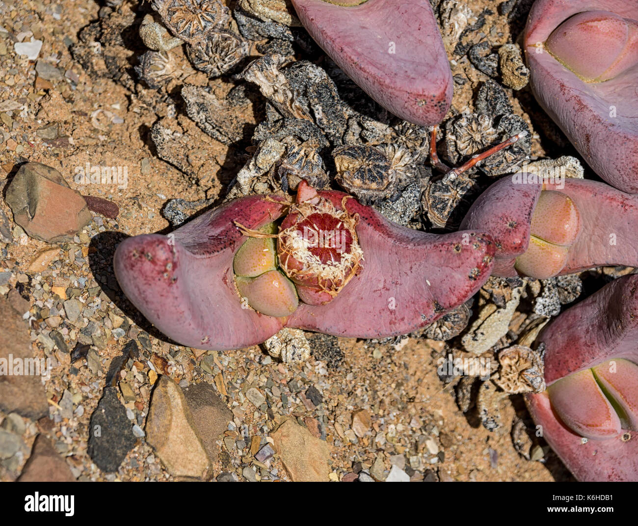 Tanquana prismatica plant in the Northern Cape, South Africa Stock ...