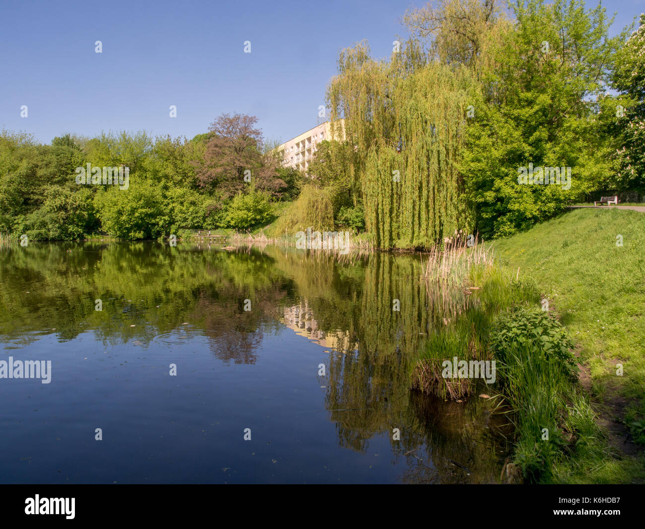 Willow eye hi-res stock photography and images - Alamy
