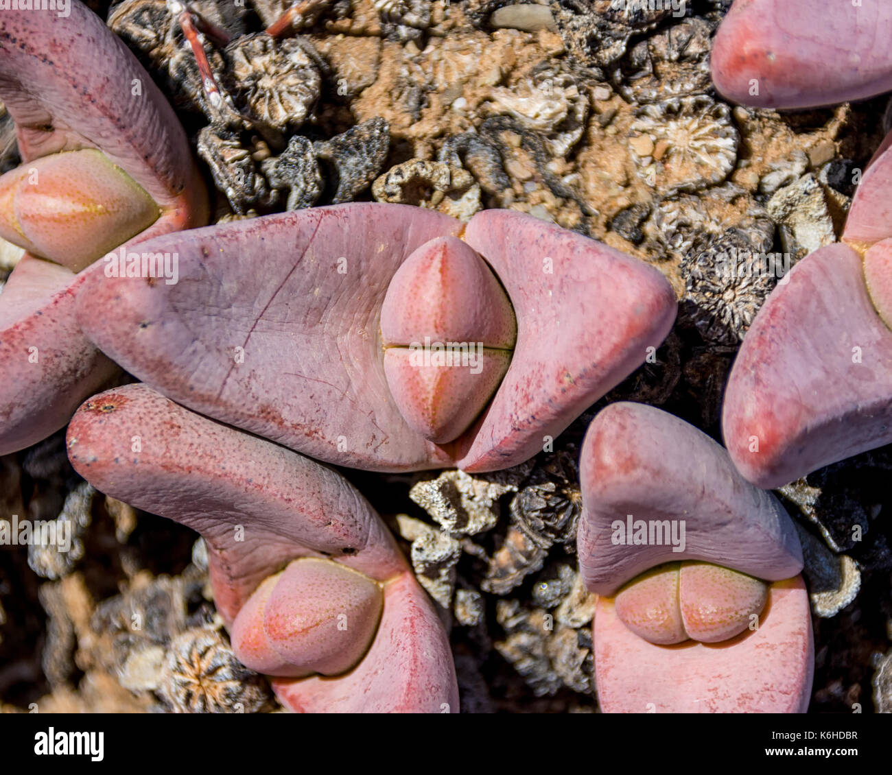 Tanquana prismatica plant in the Northern Cape, South Africa Stock ...
