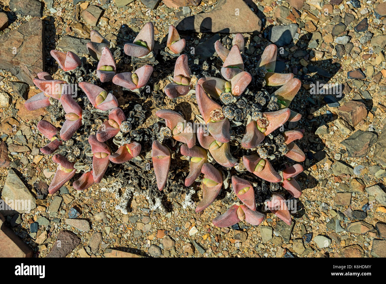 Tanquana prismatica plant in the Northern Cape, South Africa Stock ...