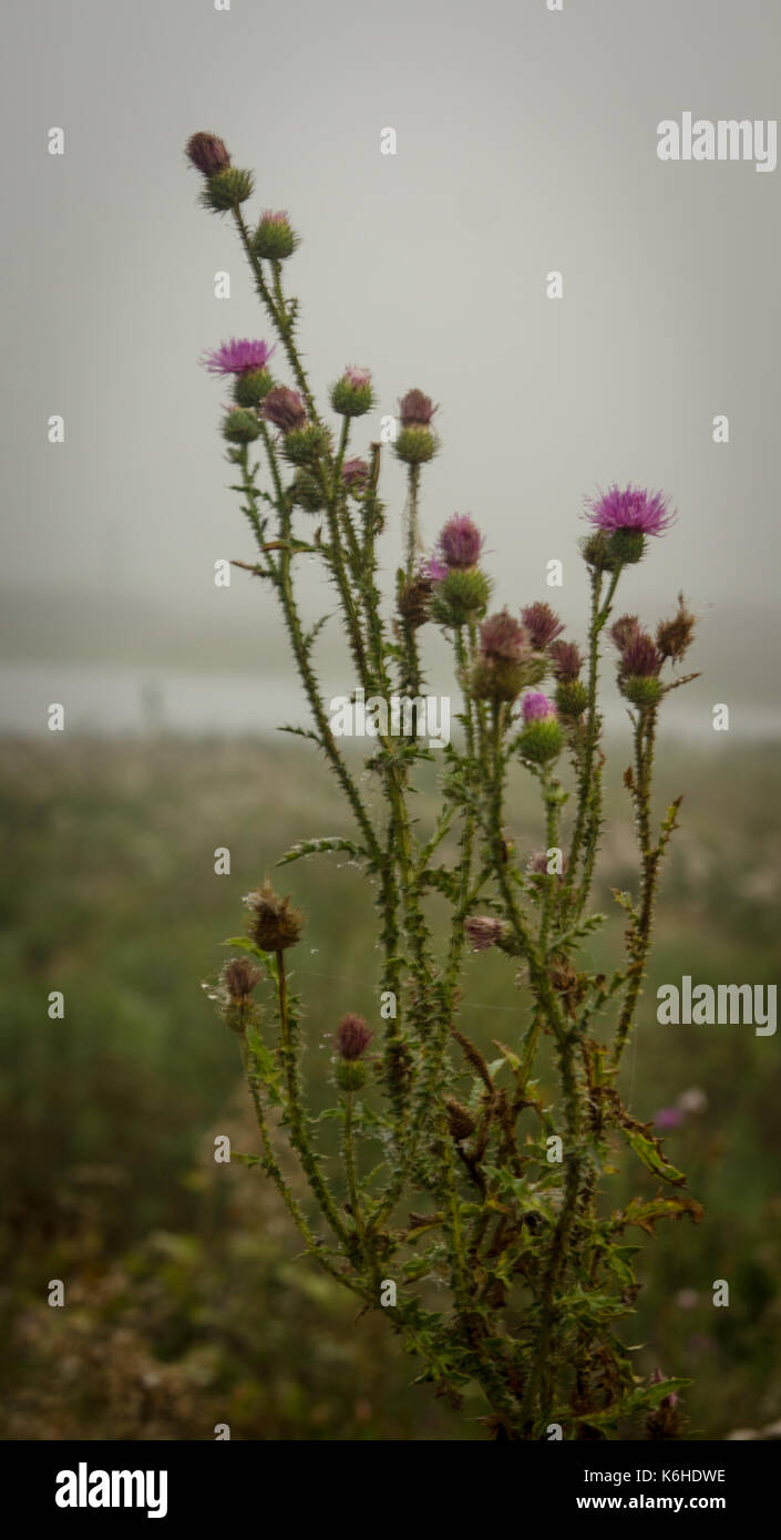 Mist thistle hi-res stock photography and images - Alamy