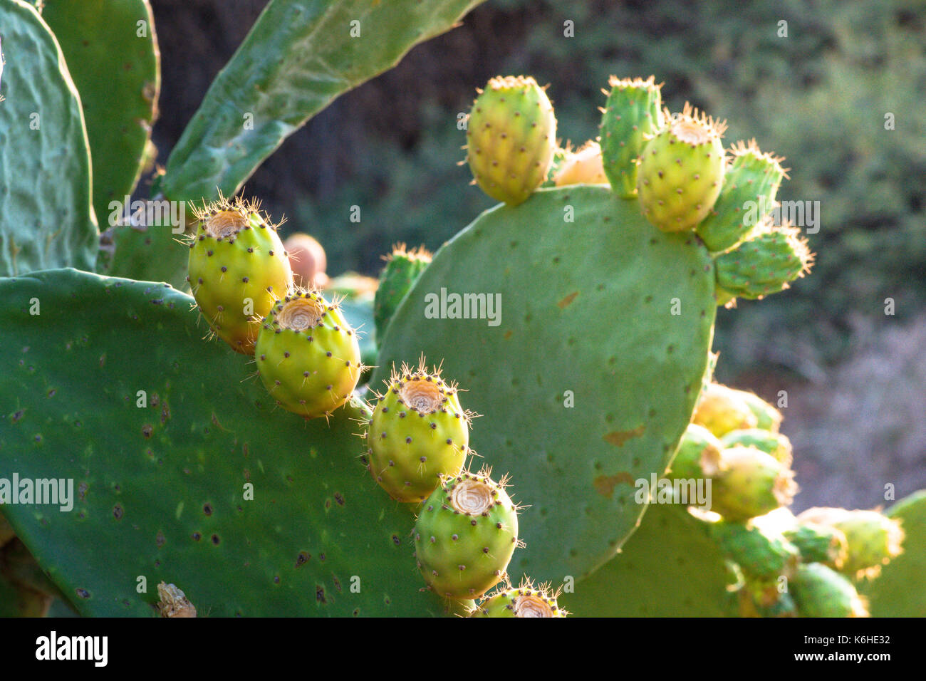 Prickly pear tree hi-res stock photography and images - Alamy