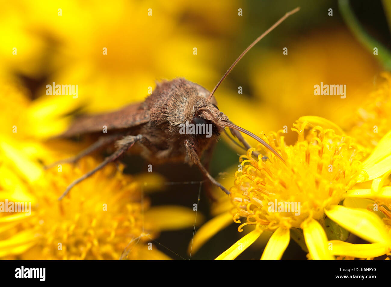 Day Flying Moths High Resolution Stock Photography and Images - Alamy