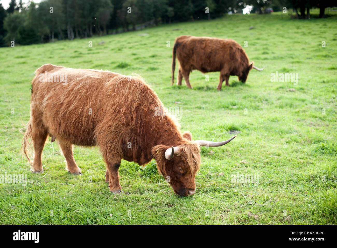 The wild cow hi-res stock photography and images - Alamy