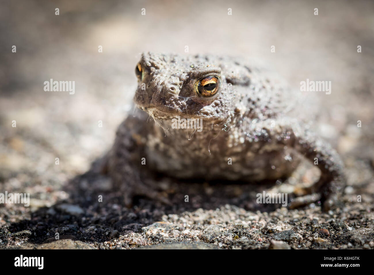 Grey toad hi-res stock photography and images - Alamy