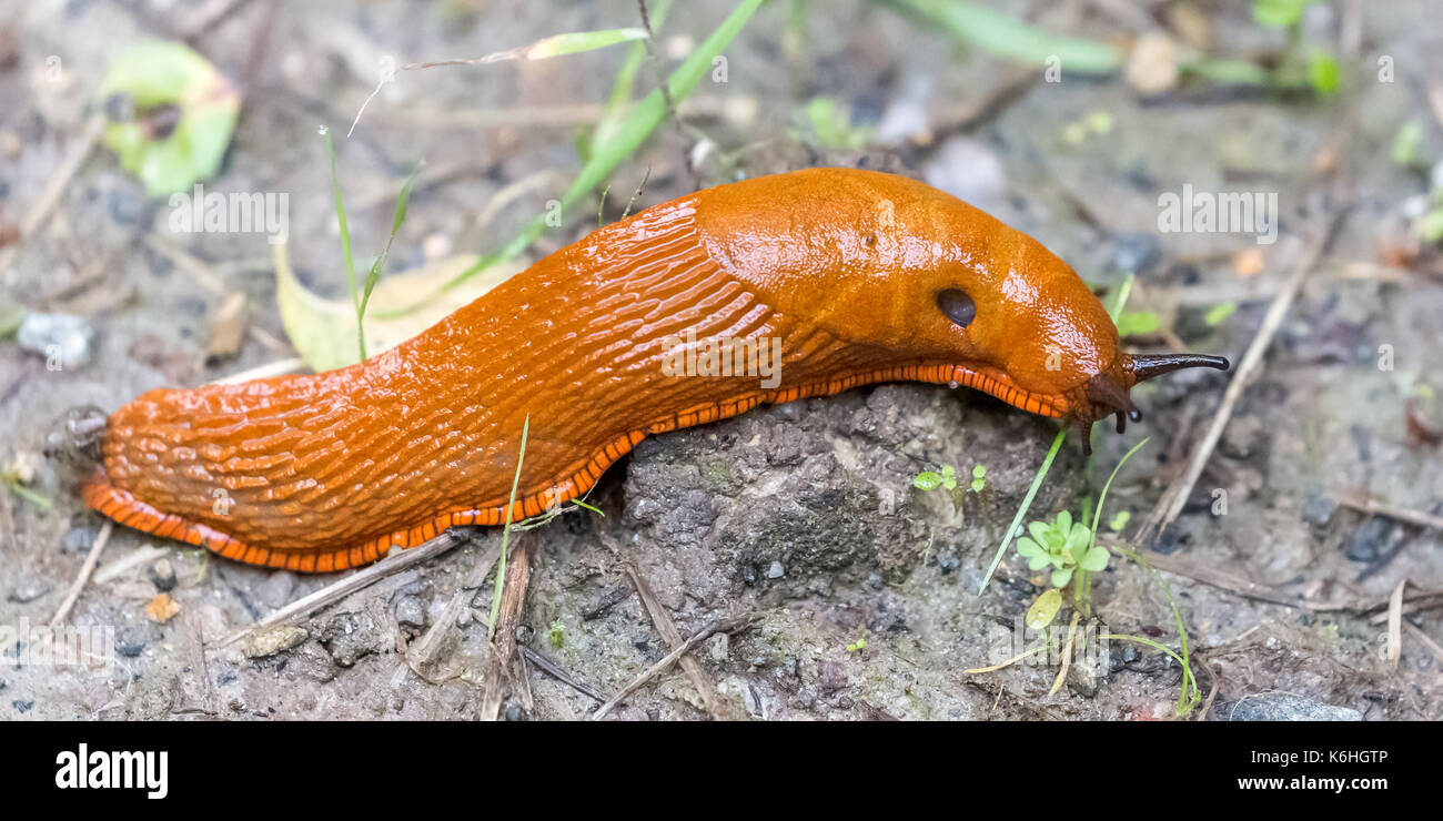 closeup of a red slug Stock Photo - Alamy