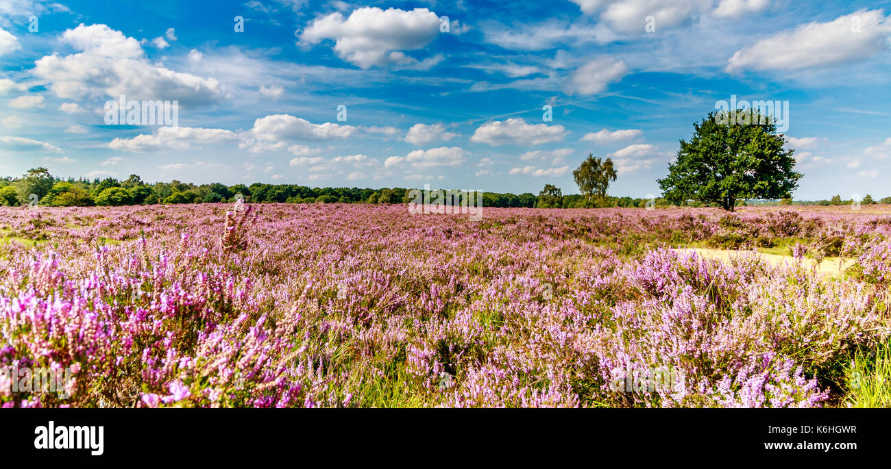 purple heath with a blue sky with clouds Stock Photo - Alamy