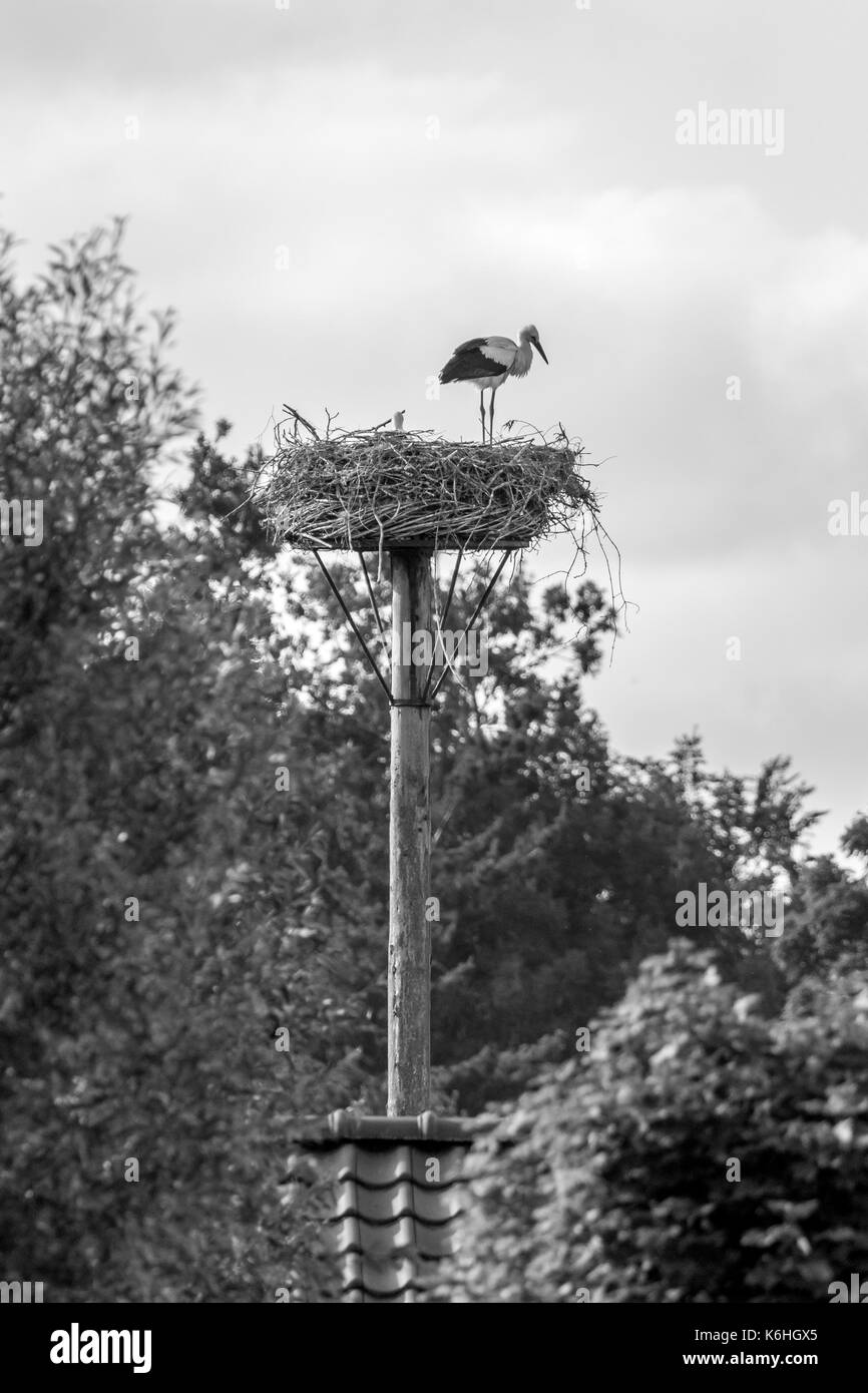 Bird family nest on Black and White Stock Photos & Images - Alamy