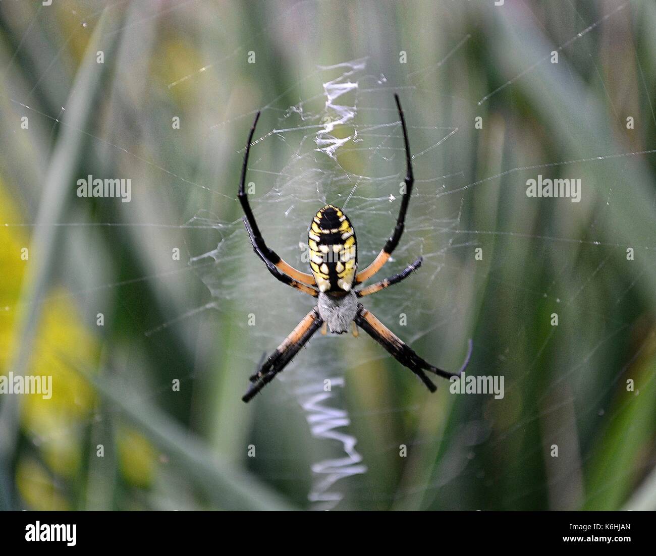 Ider hi-res stock photography and images - Alamy